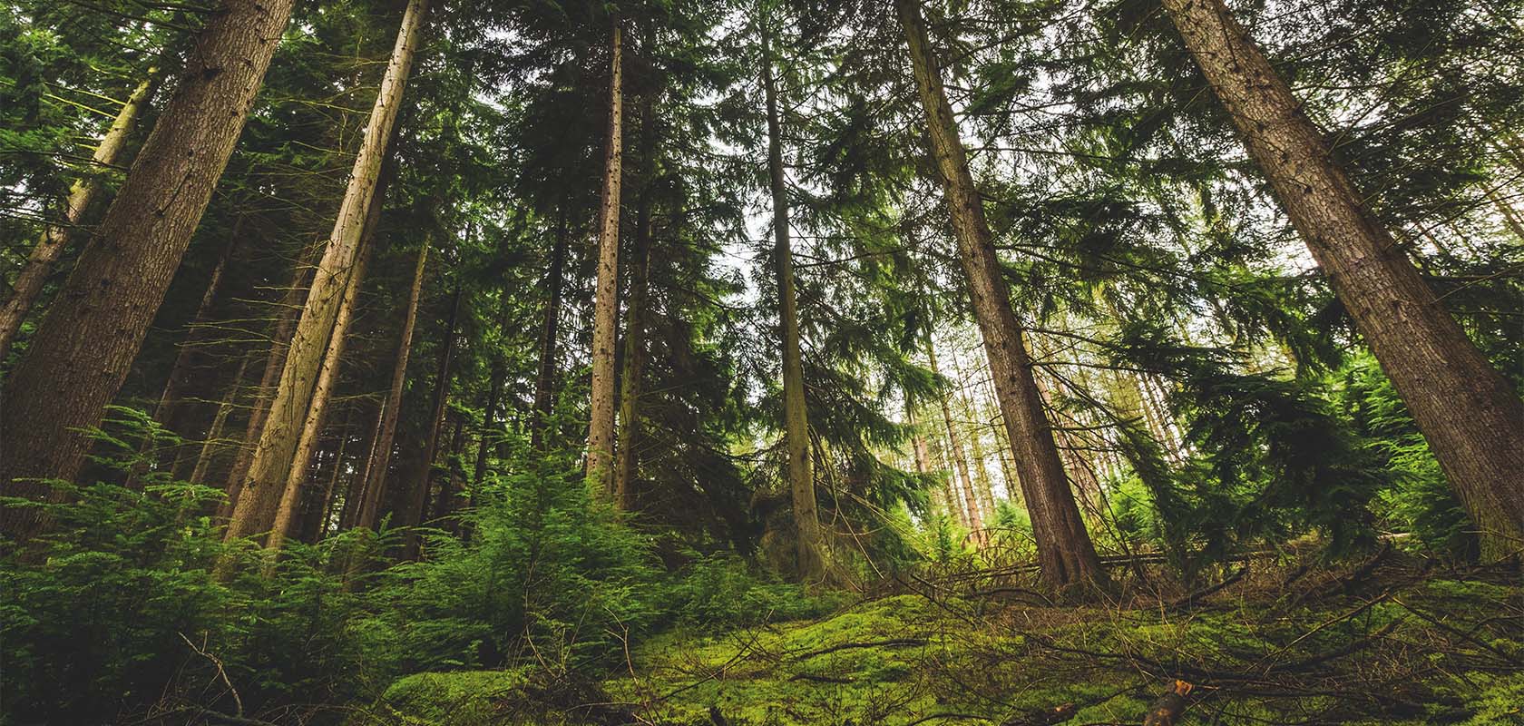 Top 5 Reasons Why Wood Is Good - Ted Todd Fine Wood Floors