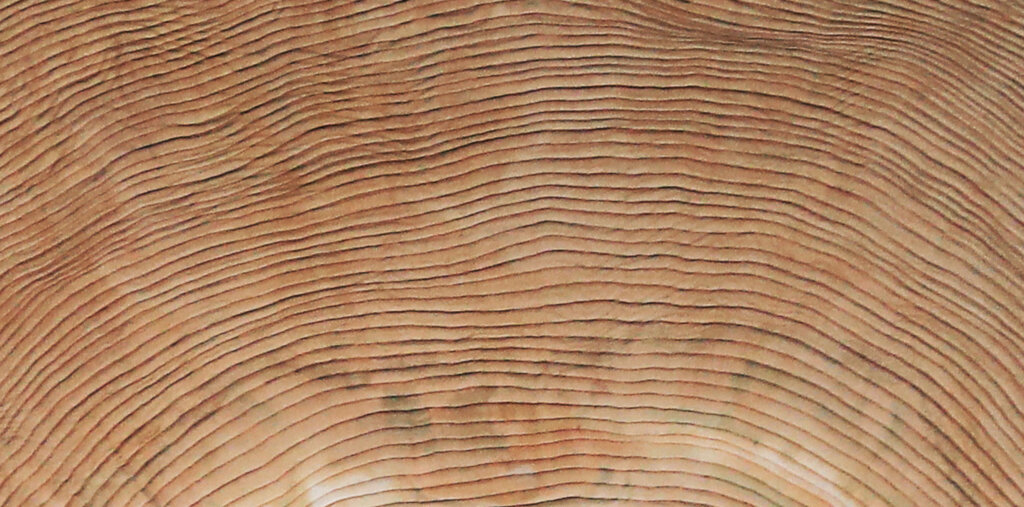 A Cross Sectional View of Wood - Ted Todd