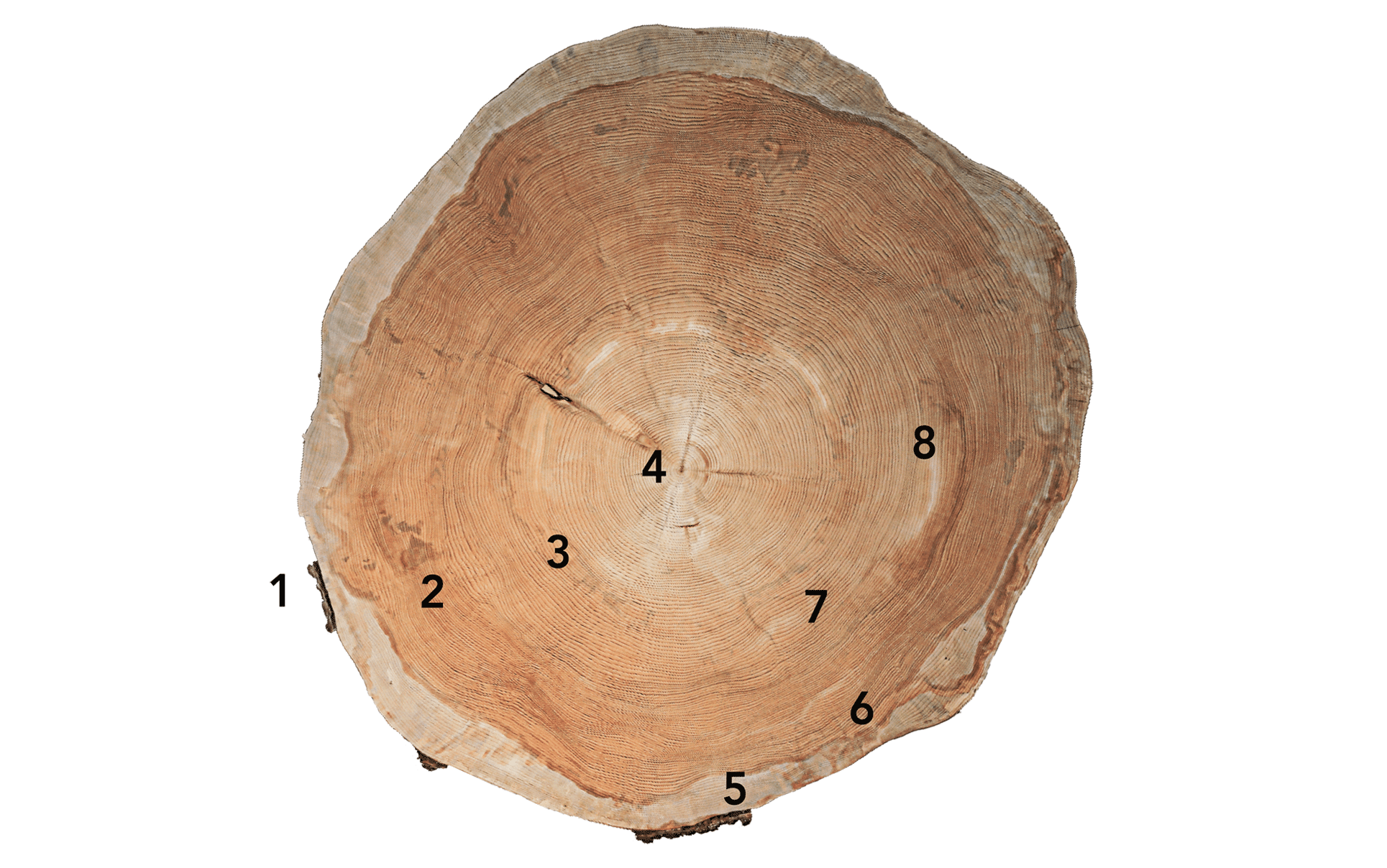 A Cross Sectional View of Wood - Ted Todd